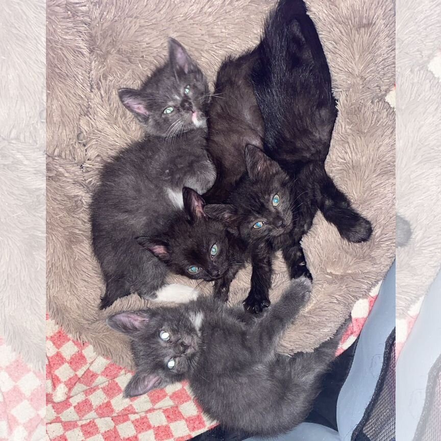 Котёнок в добрые руки