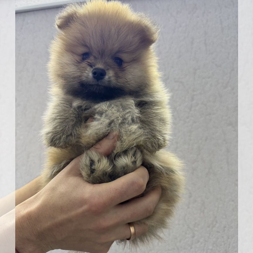 Щенки шпица