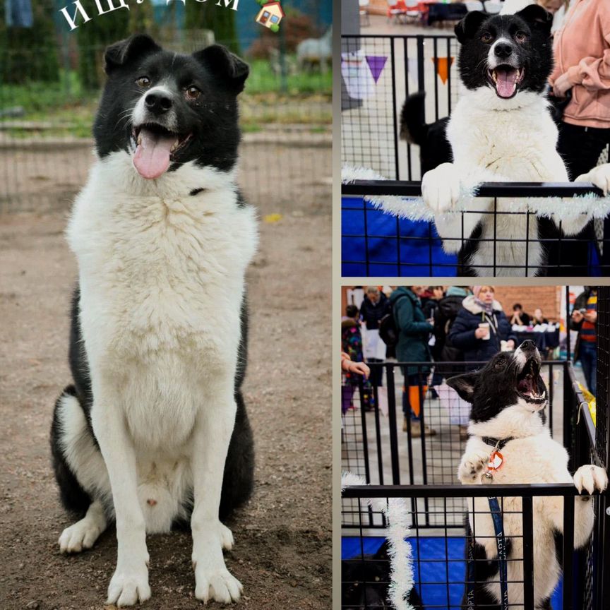 Взрослый пёс в добрые руки