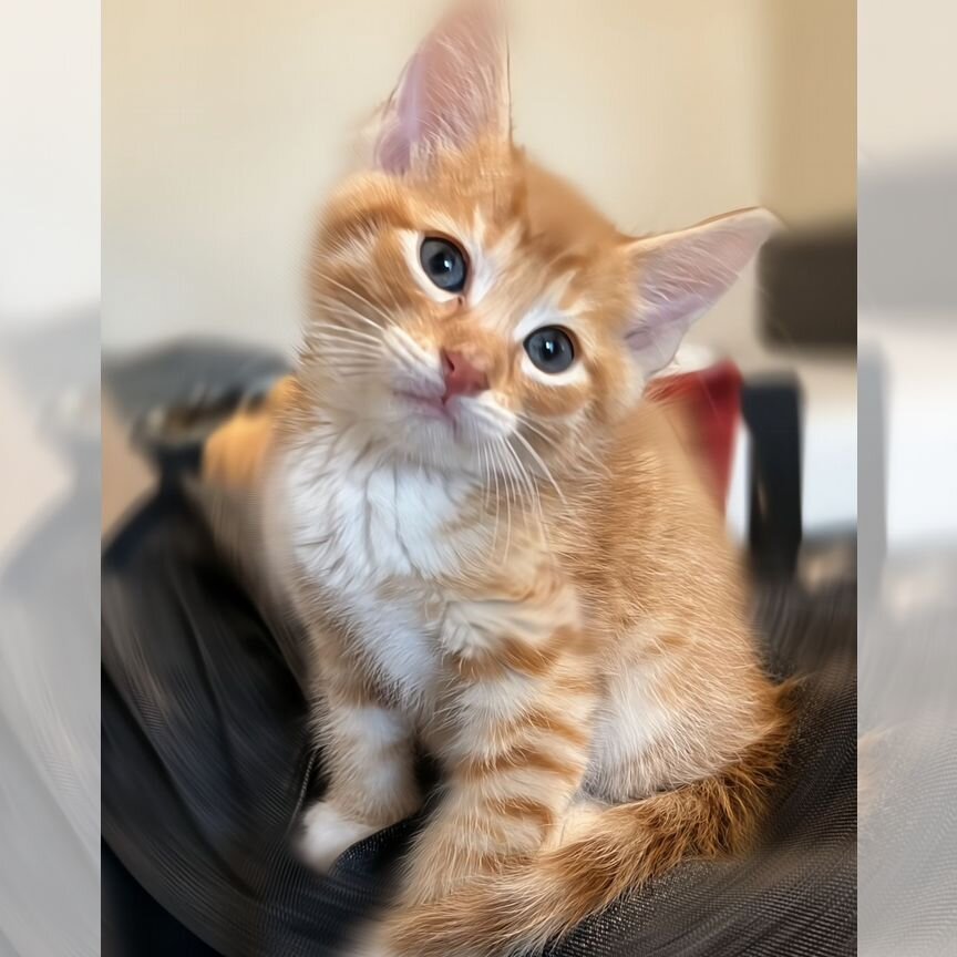 Мейн-кун котёнок