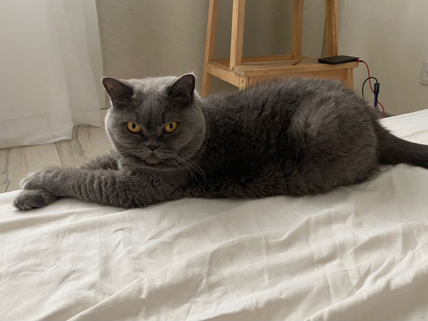 Британка, стерилизована, 8 лет