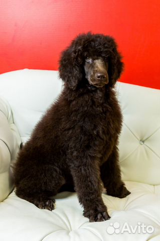 Королевский пудель