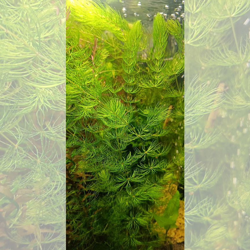 Растения для аквариума