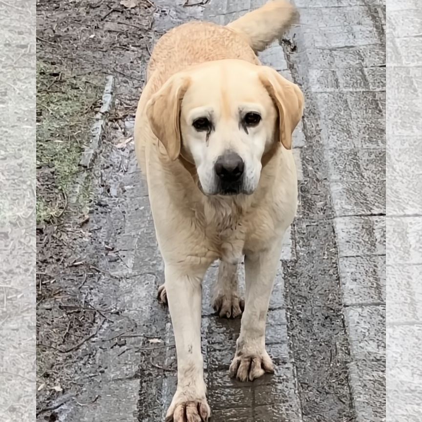 Лабрадор-ретривер, взрослый пёс