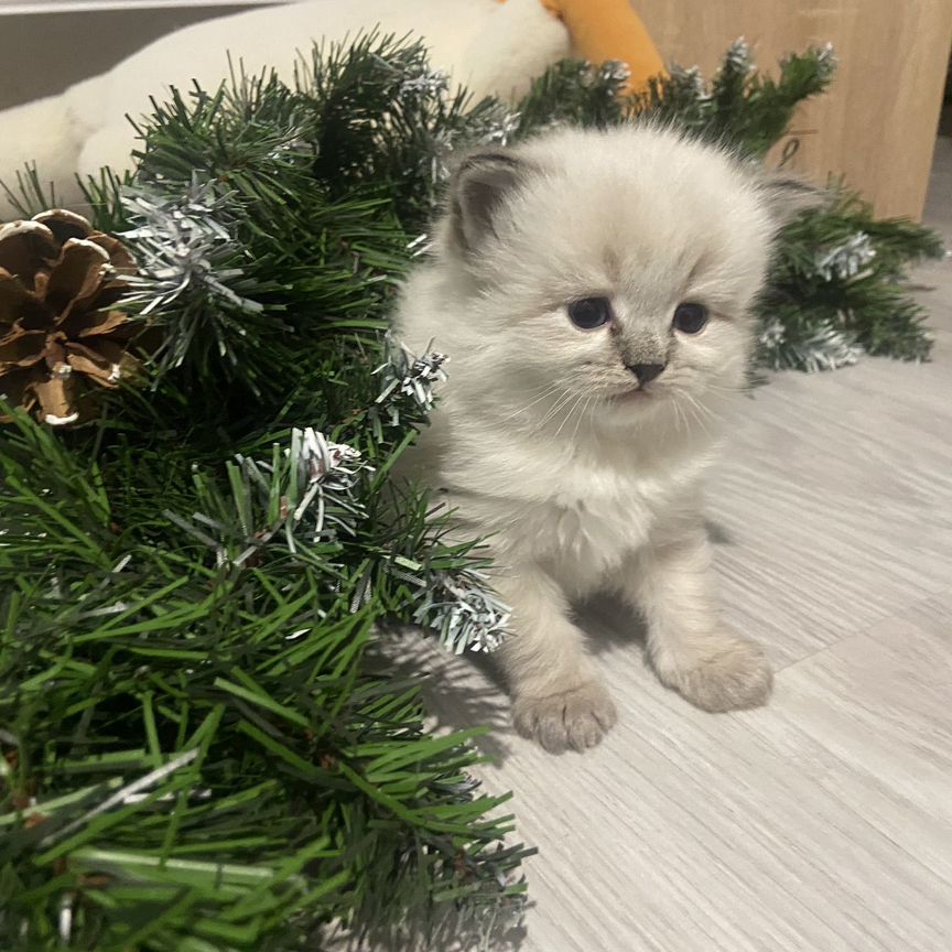 Котята