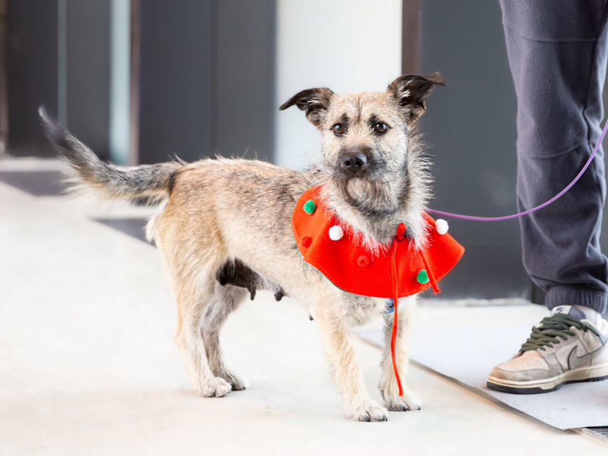 Эль не большая собачка ищет дом