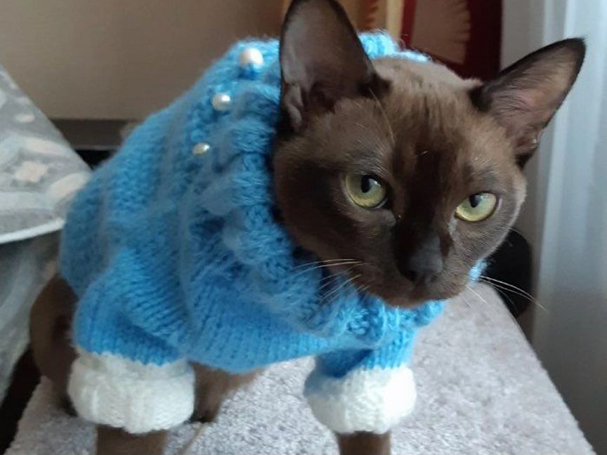 Кофточка для животных