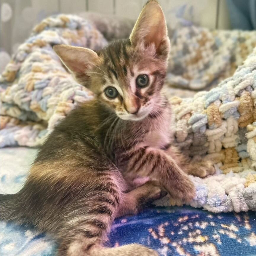 Ориентальный котёнок