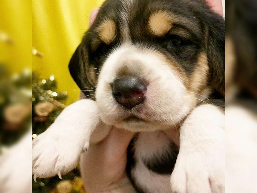 Новогодние бигли детки