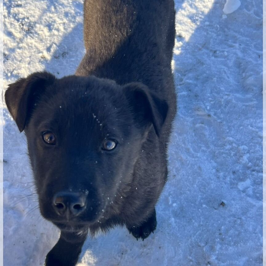 Щенок в добрые руки