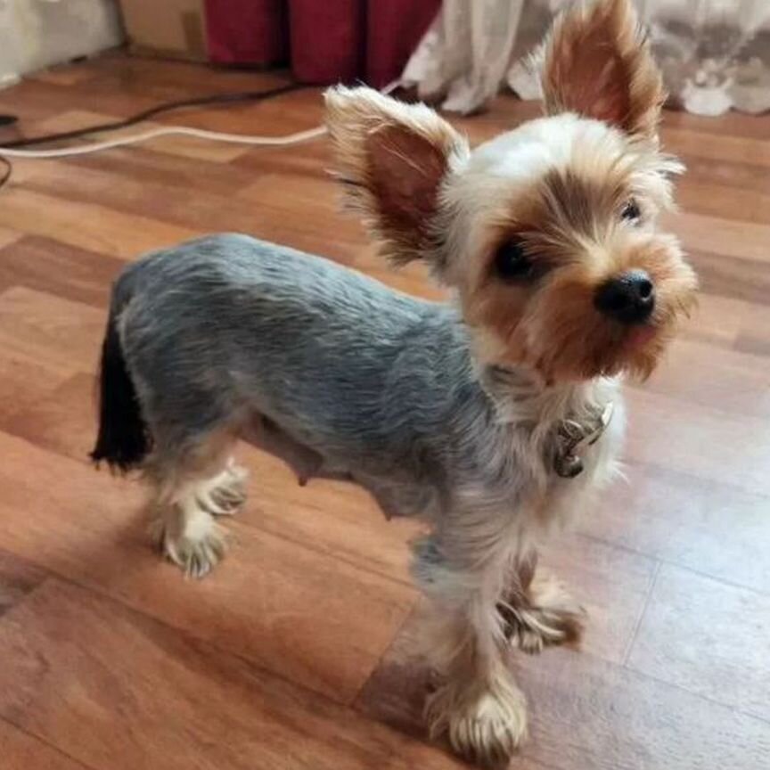 Йоркширский терьер, взрослый пёс