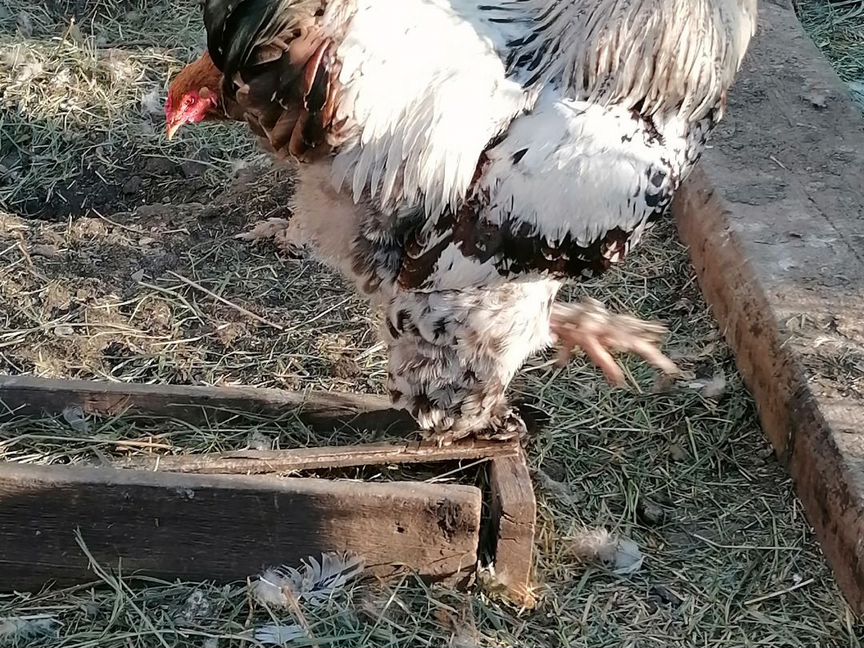 Петухи Брама