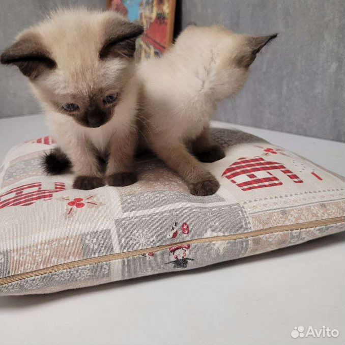 Котята тайской кошки