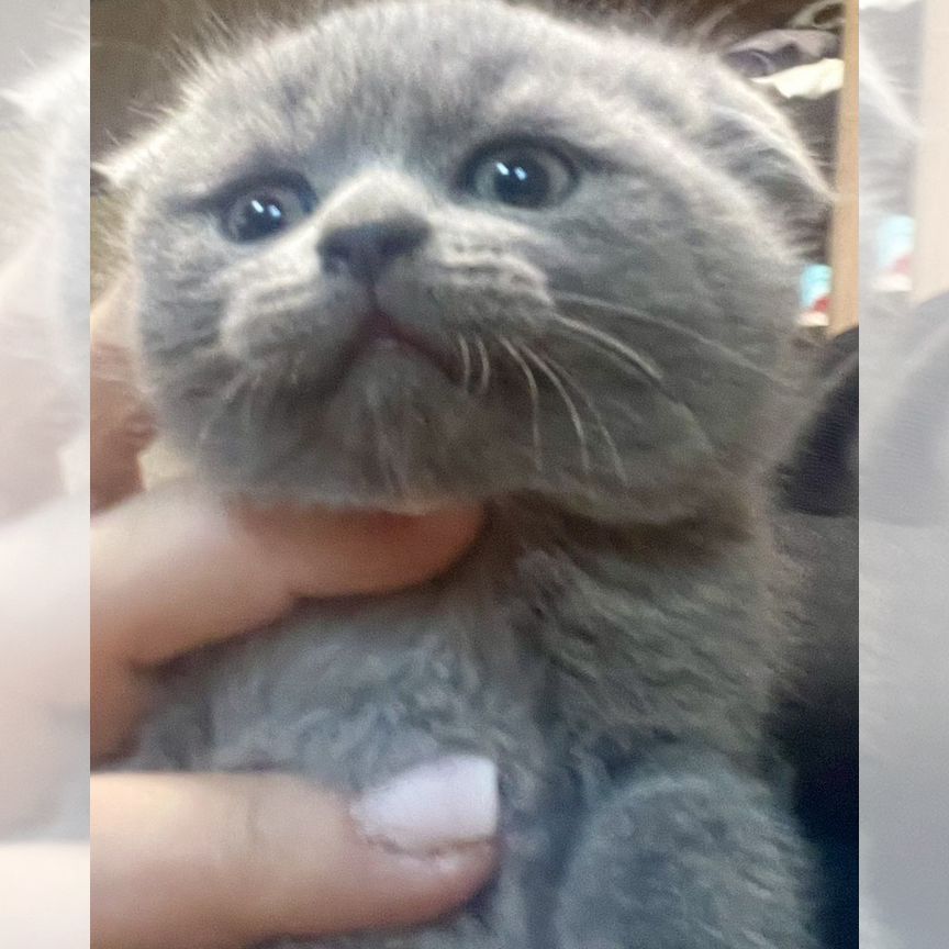 Шотландский вислоухий короткошёрстный котёнок