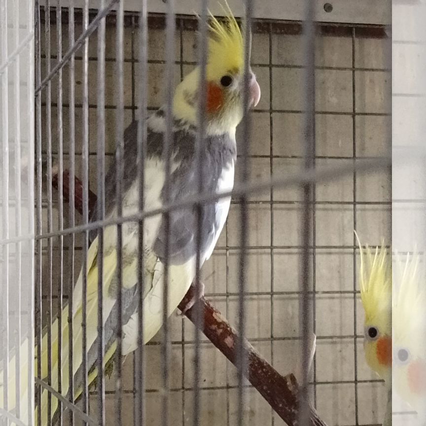 Корелла птенец