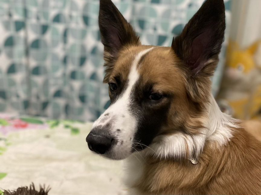 Собака дворняжка