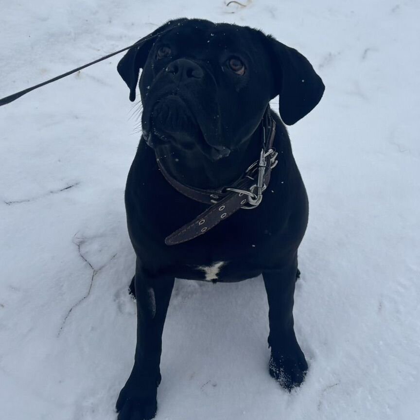 Кане корсо в добрые руки