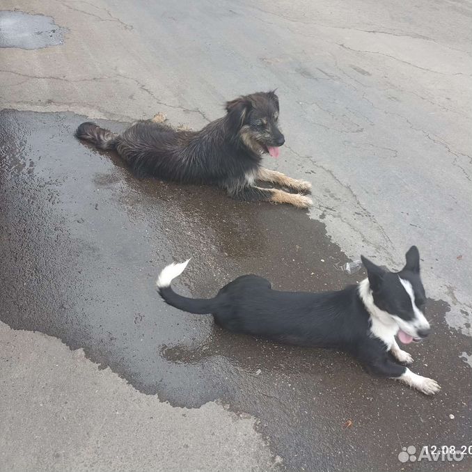 Собаки в подарок бутка