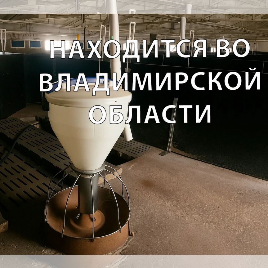 Бункерные кормушки для свиней