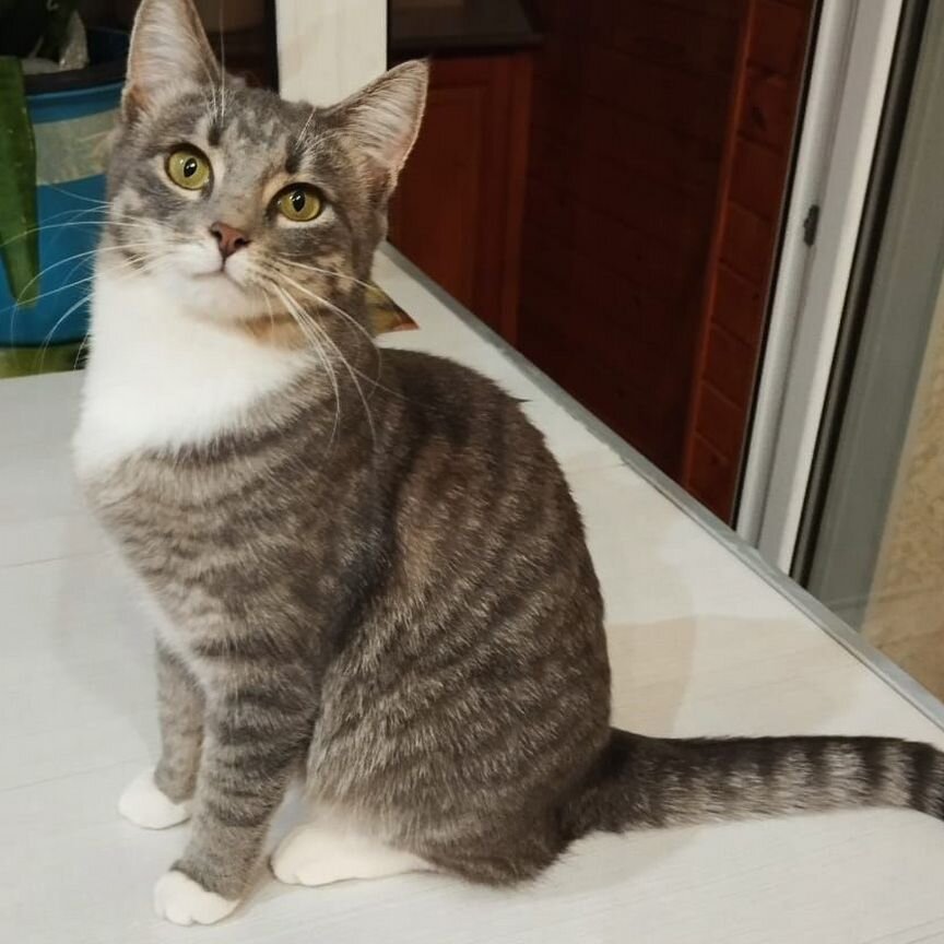 Европейская короткошёрстная, взрослая кошка