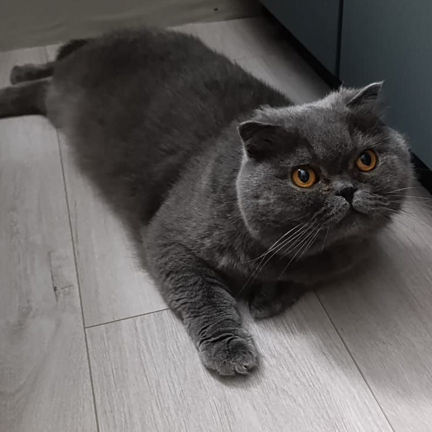 Взрослый кот в добрые руки