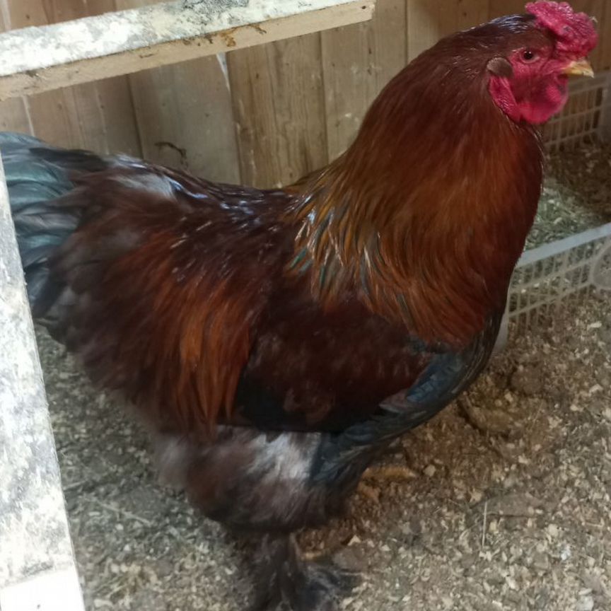 Петух молодой домашний