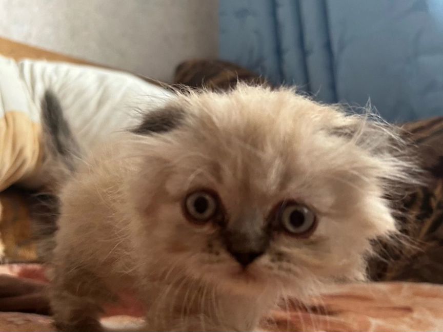 Котик