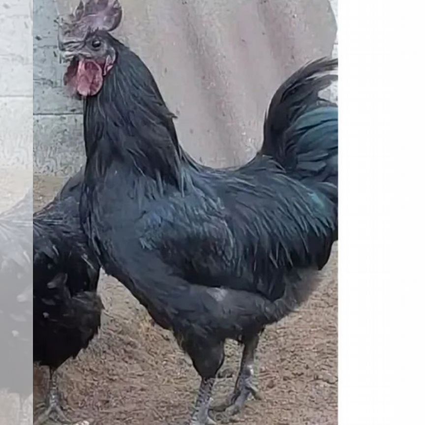 Петушки лакендази