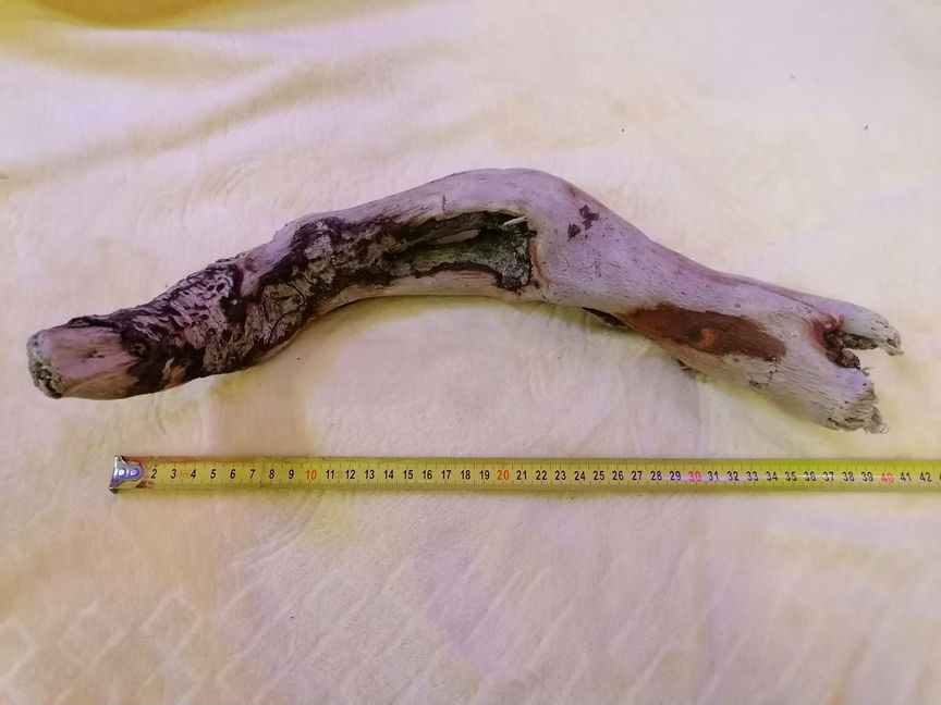 Коряга морская для террариума или акквариума