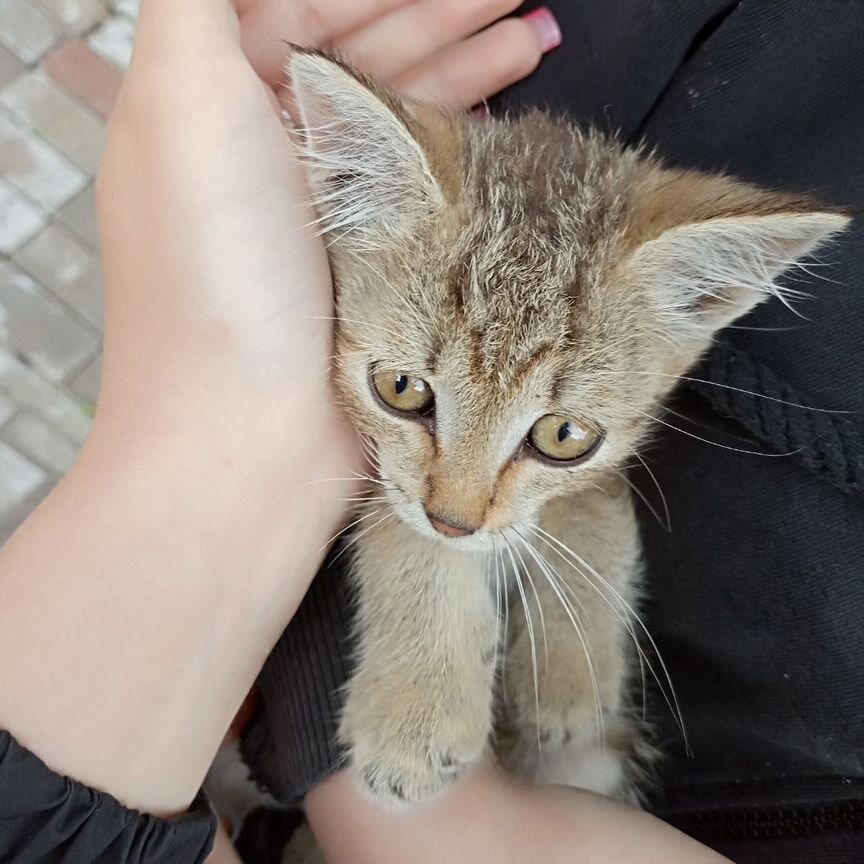 Котята в добрые руки бесплатно