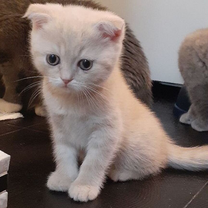 Шотландский вислоухий короткошёрстный котёнок