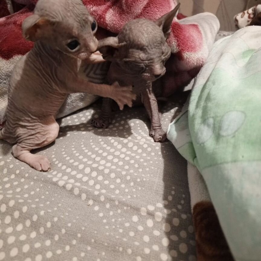 Канадский сфинкс котёнок