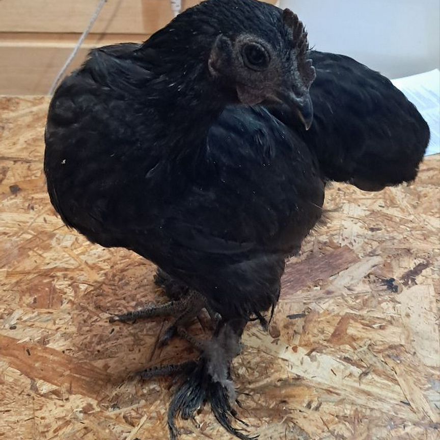 Молодые петушки