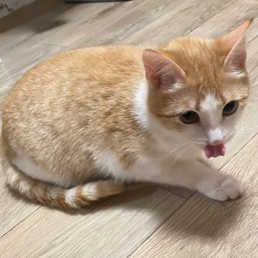 Рыжий котенок девочка