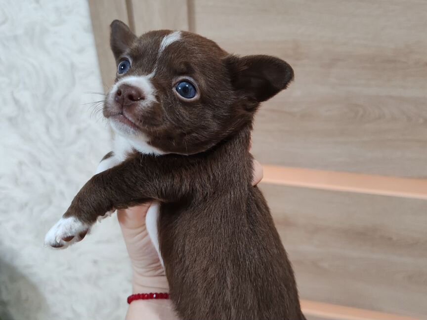 Чихуахуа малышок