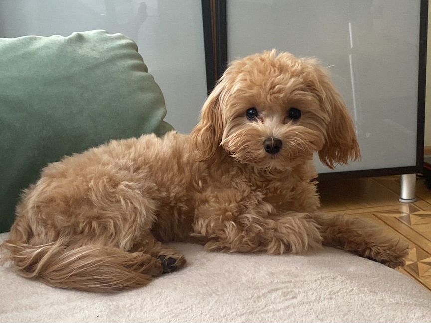 Собака мальтипу мини