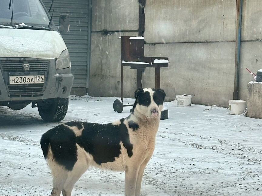 Молодая сука Алабая бессплатно