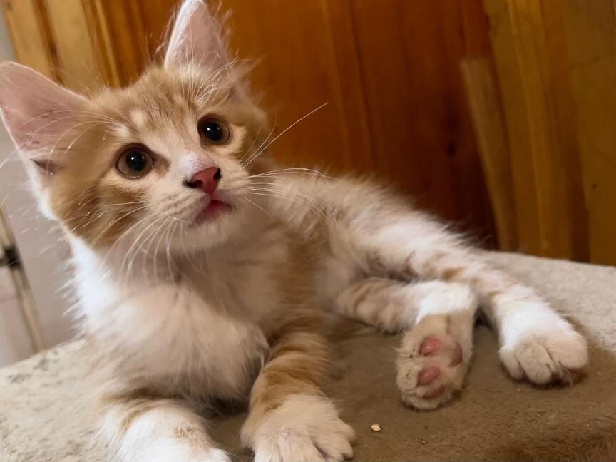 Британский котик