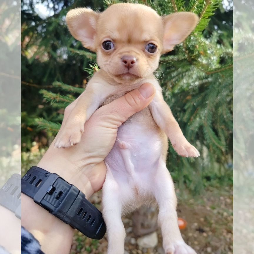 Чихуахуа, щенок