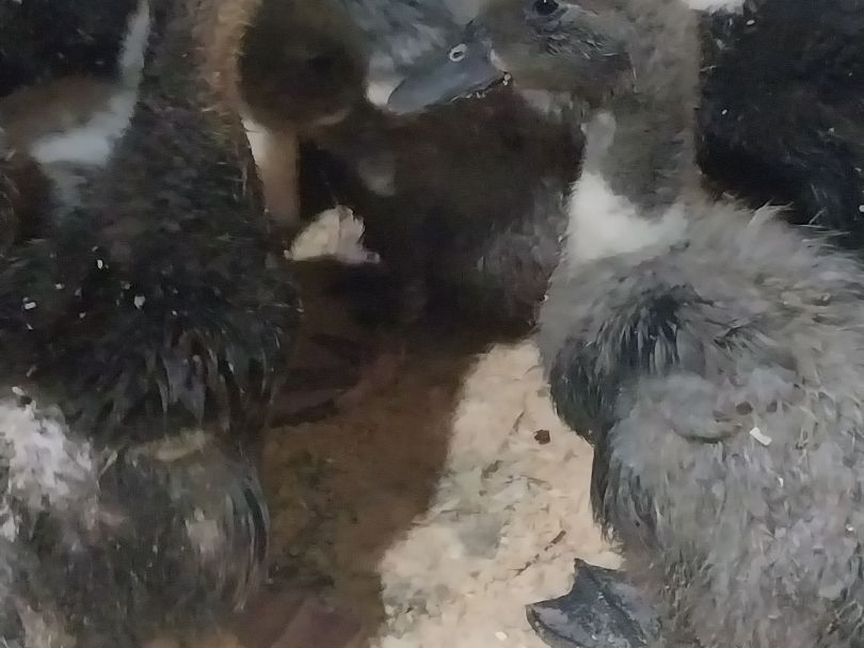 Утята подрощенные и цыплята несушки