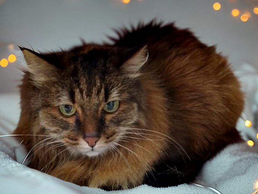 Красавица фенотипа сибирская ищет семью