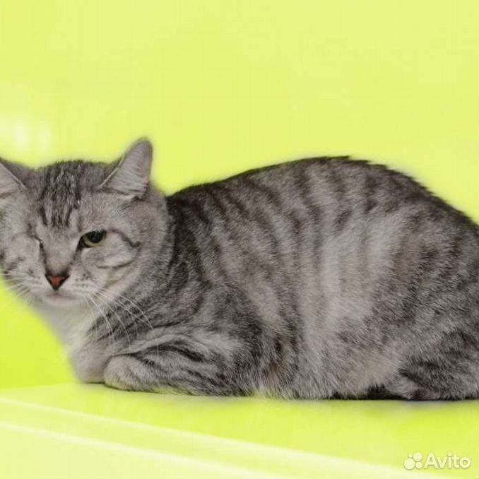 Кошка кот котик котёнок в дар бесплатно