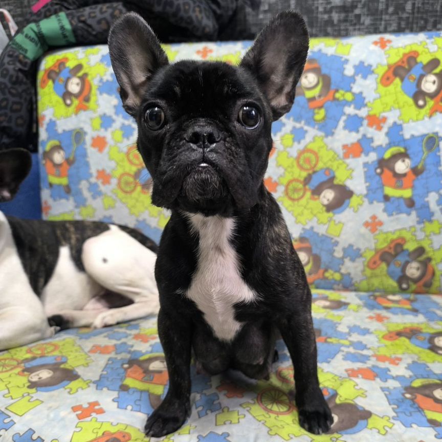 Французский бульдог, взрослая собака