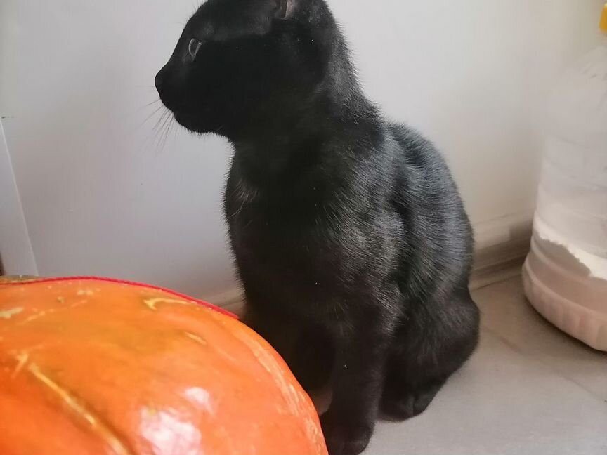 Котенок метис