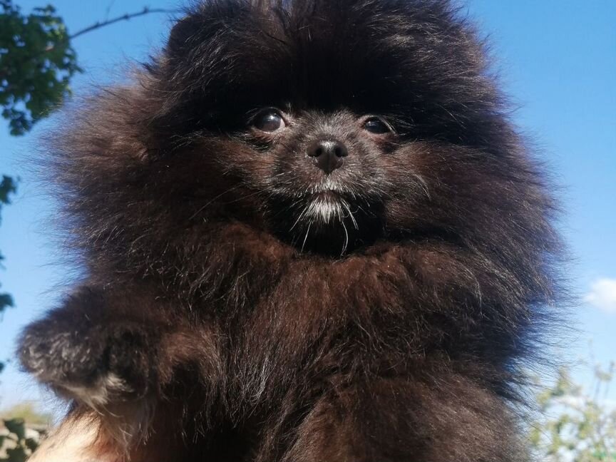 Черная жемчужина