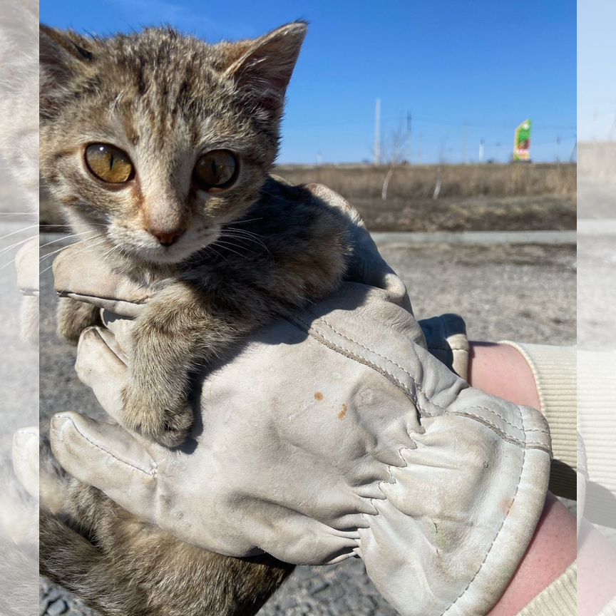Котёнок в добрые руки