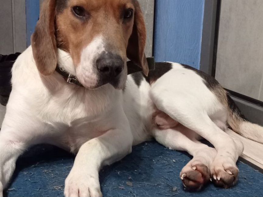 Эстонская гончая