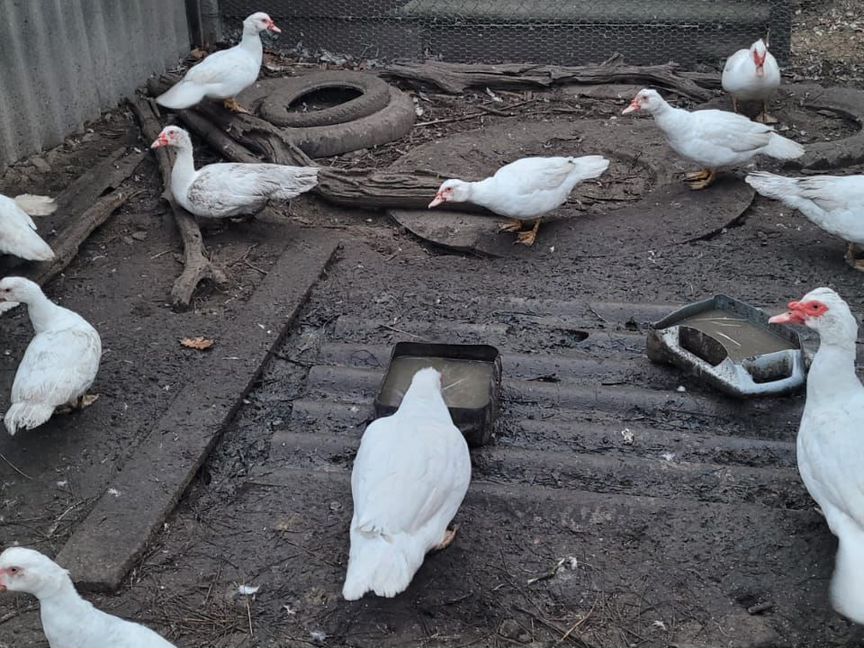 Утки шипуны