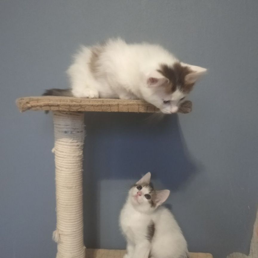 Котики