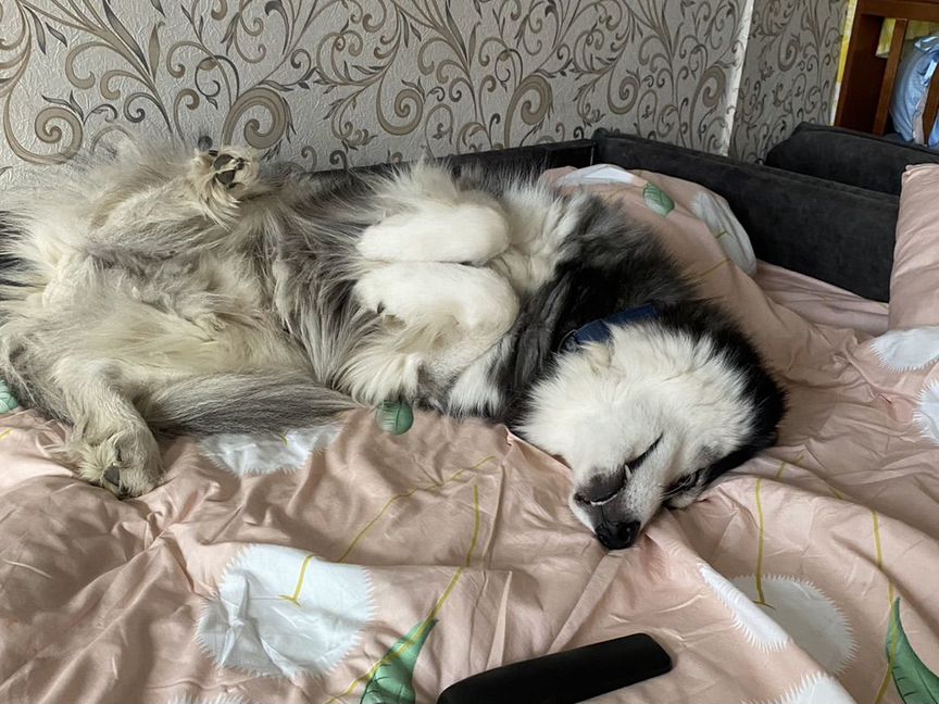 Собаки бесплатно хаски